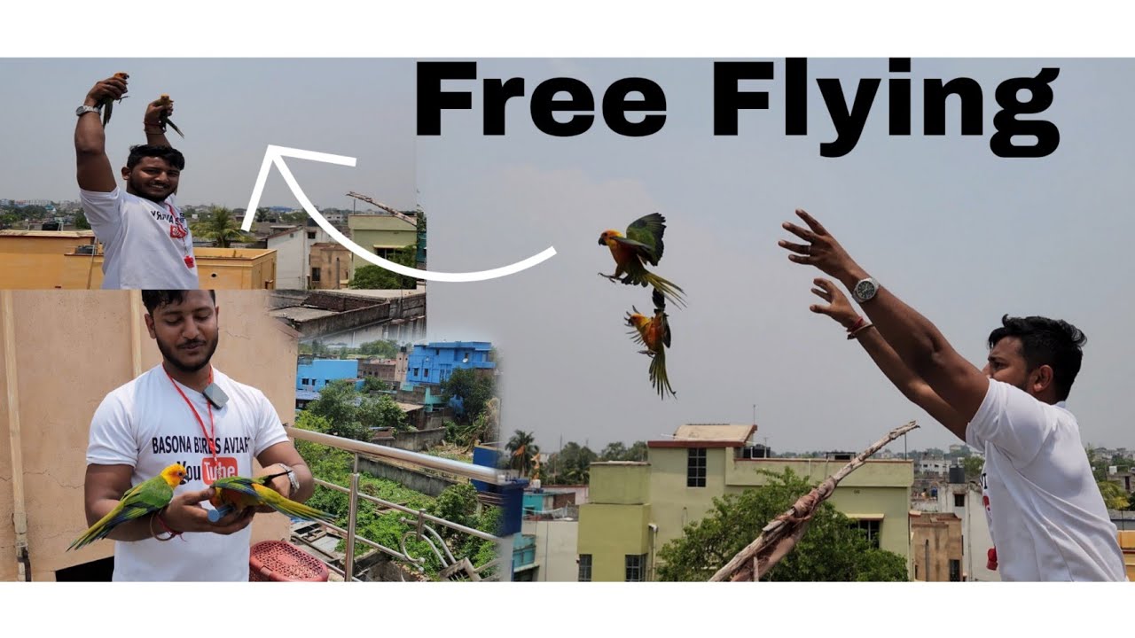 Birds/parrot free fly in outdoor. How to train your Bird to free Fly at ...