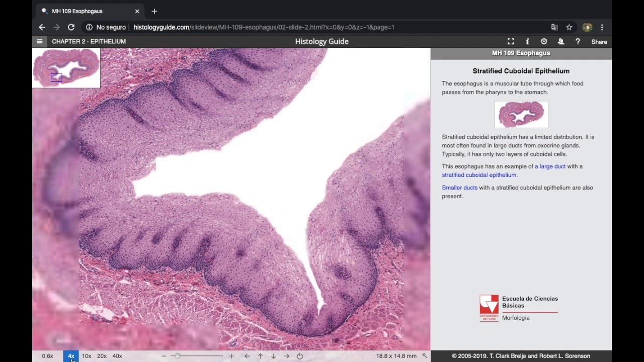 Guía de microscopio digital - Histology guide - YouTube