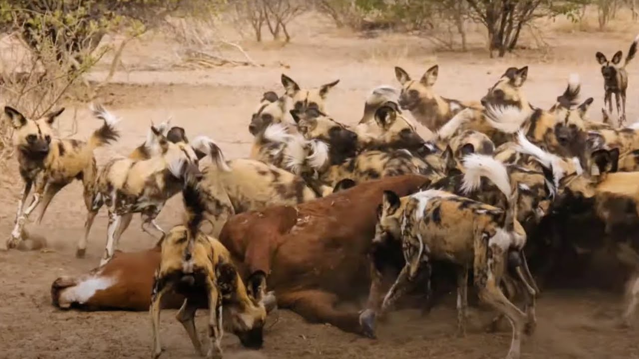 FEEDING FRENZY: African Wild Dogs Devour A Cow In 10 Minutes - YouTube