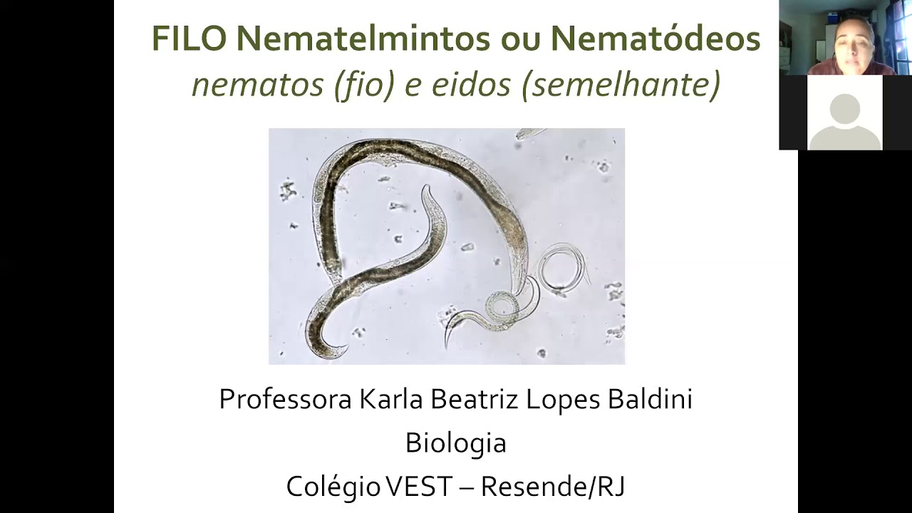 Filo Nematelmintos - parte 1 - YouTube