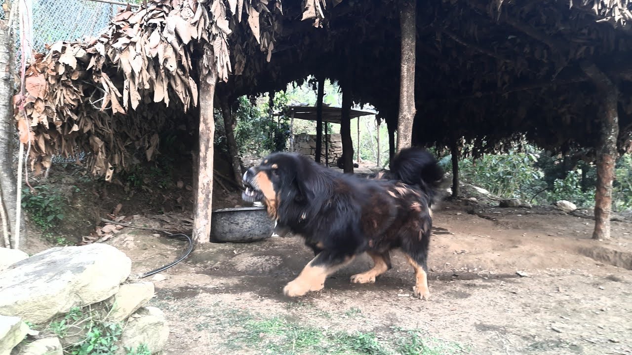 Guardian Dogs Barking Sound || Livestock Guardian Dog || Tibetan ...