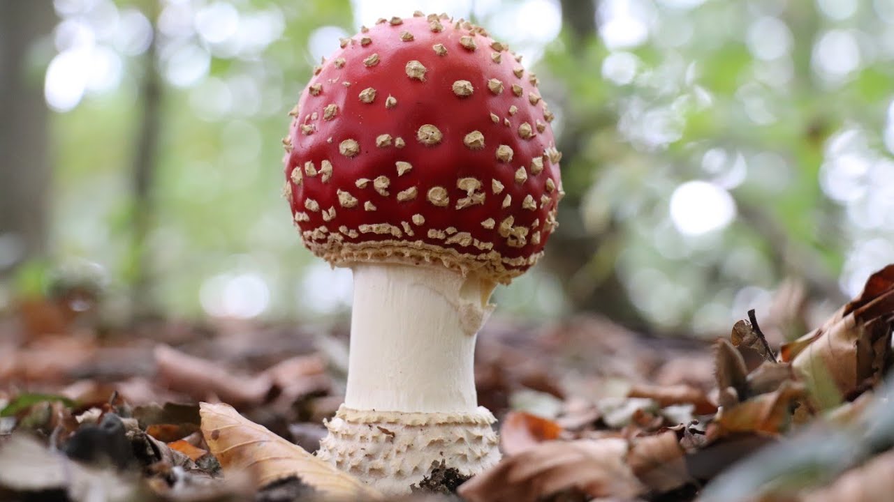 Amanita Muscaria Trip Report- Enter The Void (Hope You Return) - YouTube