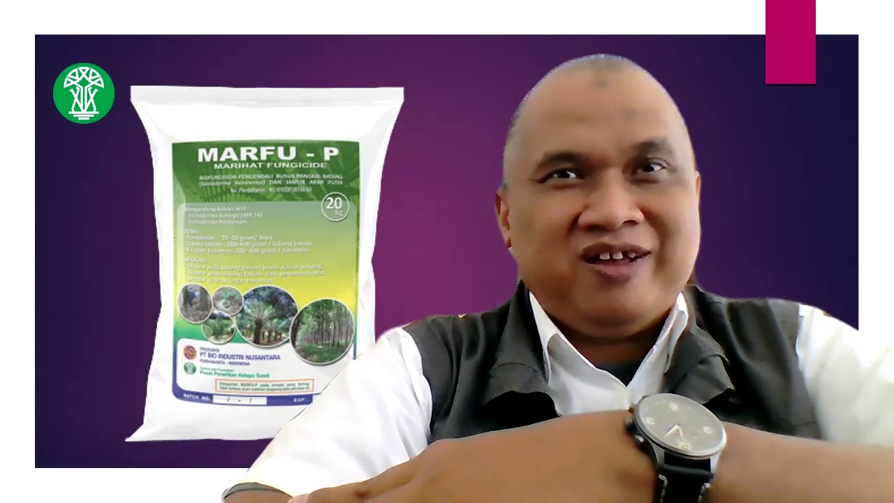 Biofungisida Marfu-P : untuk Berbagai Patogen Tular Tanah ! - YouTube