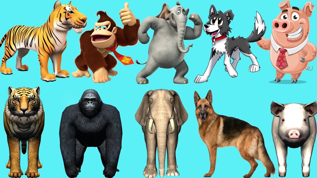 learn wild animals for kids | nursery rhymes,children,toddlers,Gorilla ...