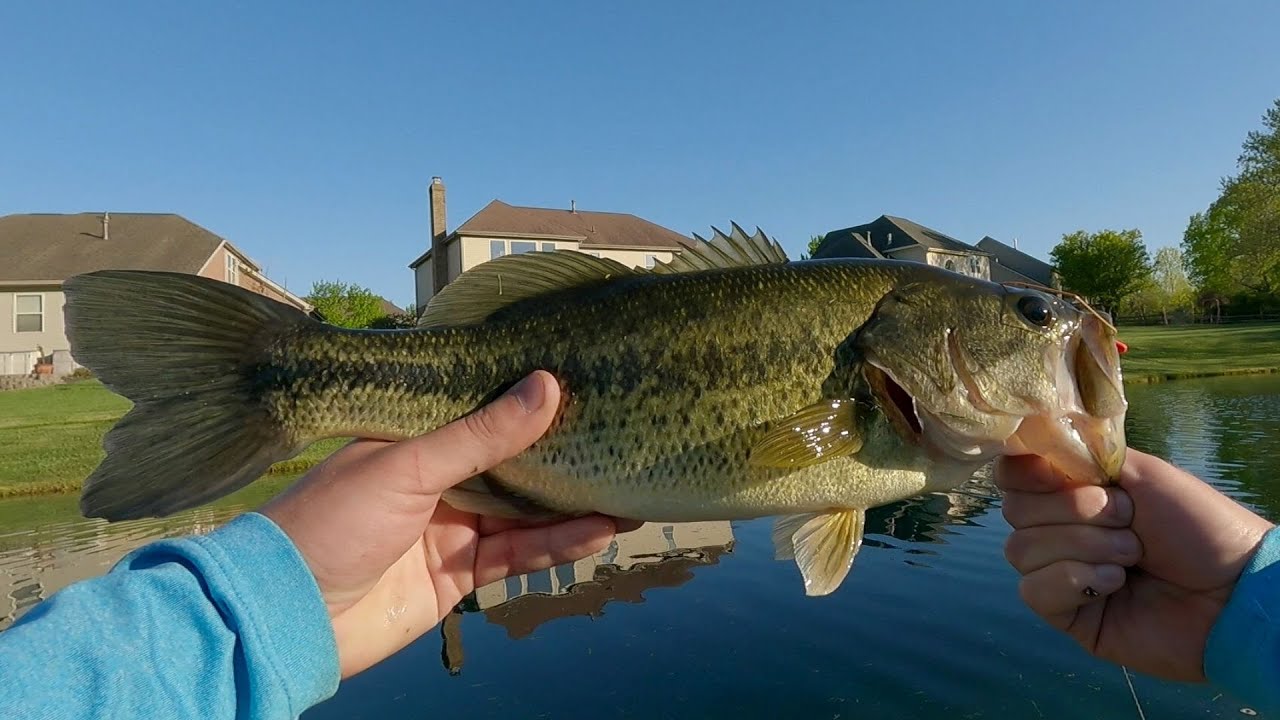 EARLY To LATE SPRING Bass Fishing | Small Ponds Hold Surprising Fish ...