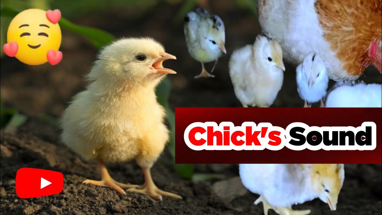 Free Sound effects Chicks||Chicks Chirping Sounds||Chick Sound Crying ...