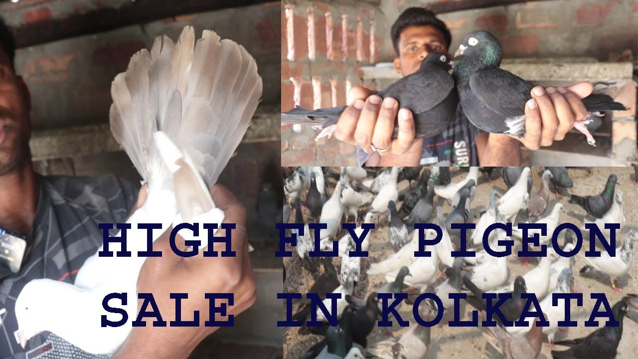 HIGH FLY PIGEON SALE IN KOLKATA, MANAS HALDER PIGEON 9836224886 - YouTube