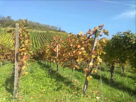CLAUDE GERVAISE (1510 -1558): ALMANDE - YouTube
