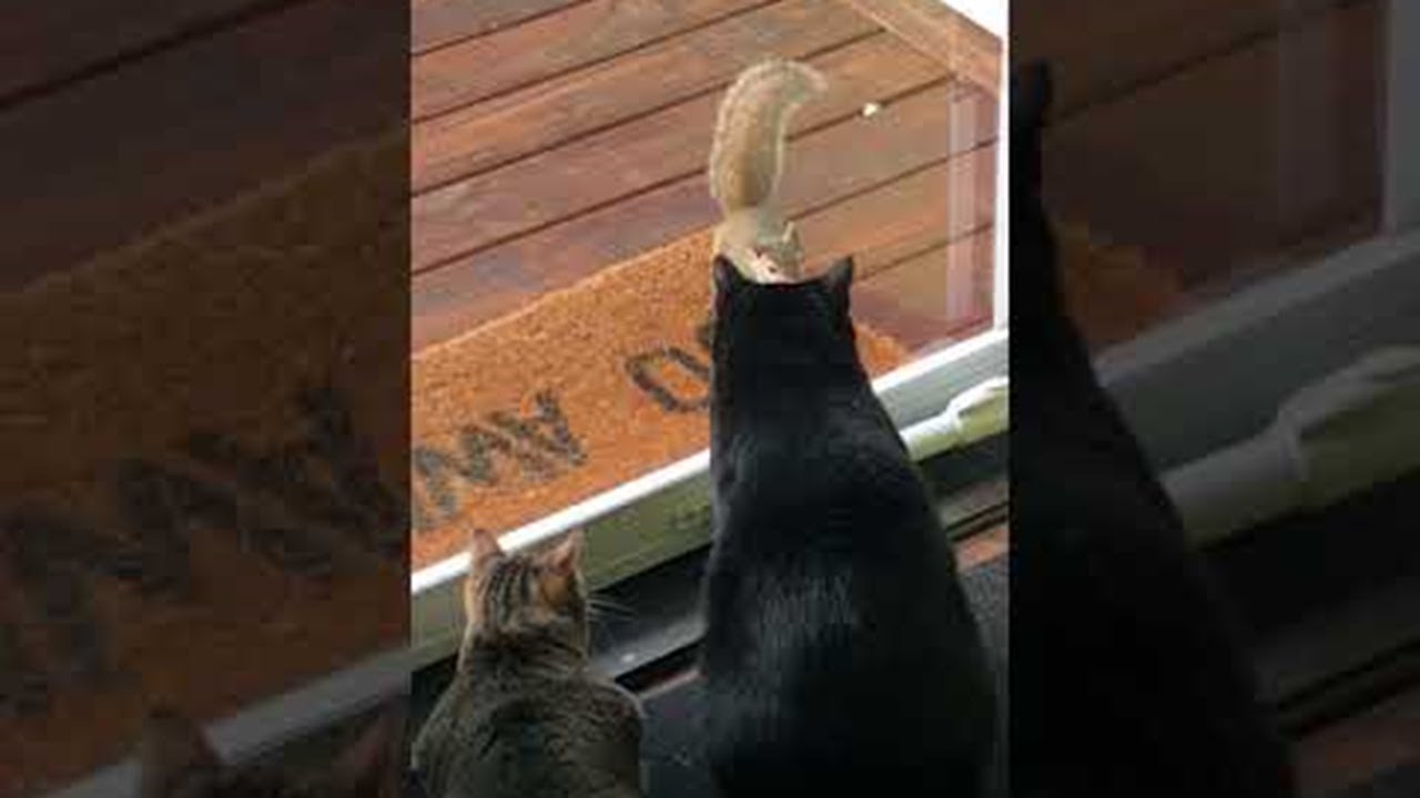 Squirrel Taunts Pack of Cats || ViralHog - YouTube