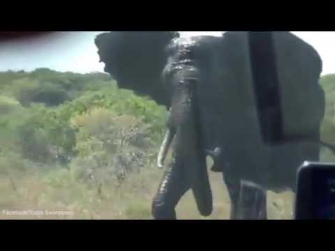 Angry bull elephant charges man's car sending it flying - YouTube
