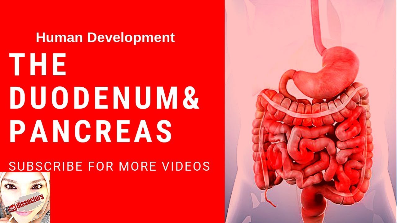 Special embryology - Development of the duodenum and pancreas - YouTube