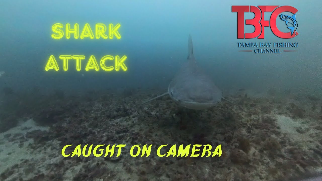 Shark Attack Caught on Camera! - YouTube