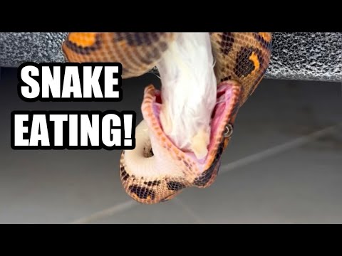 Brazilian Rainbow Boa Eating!!! - YouTube