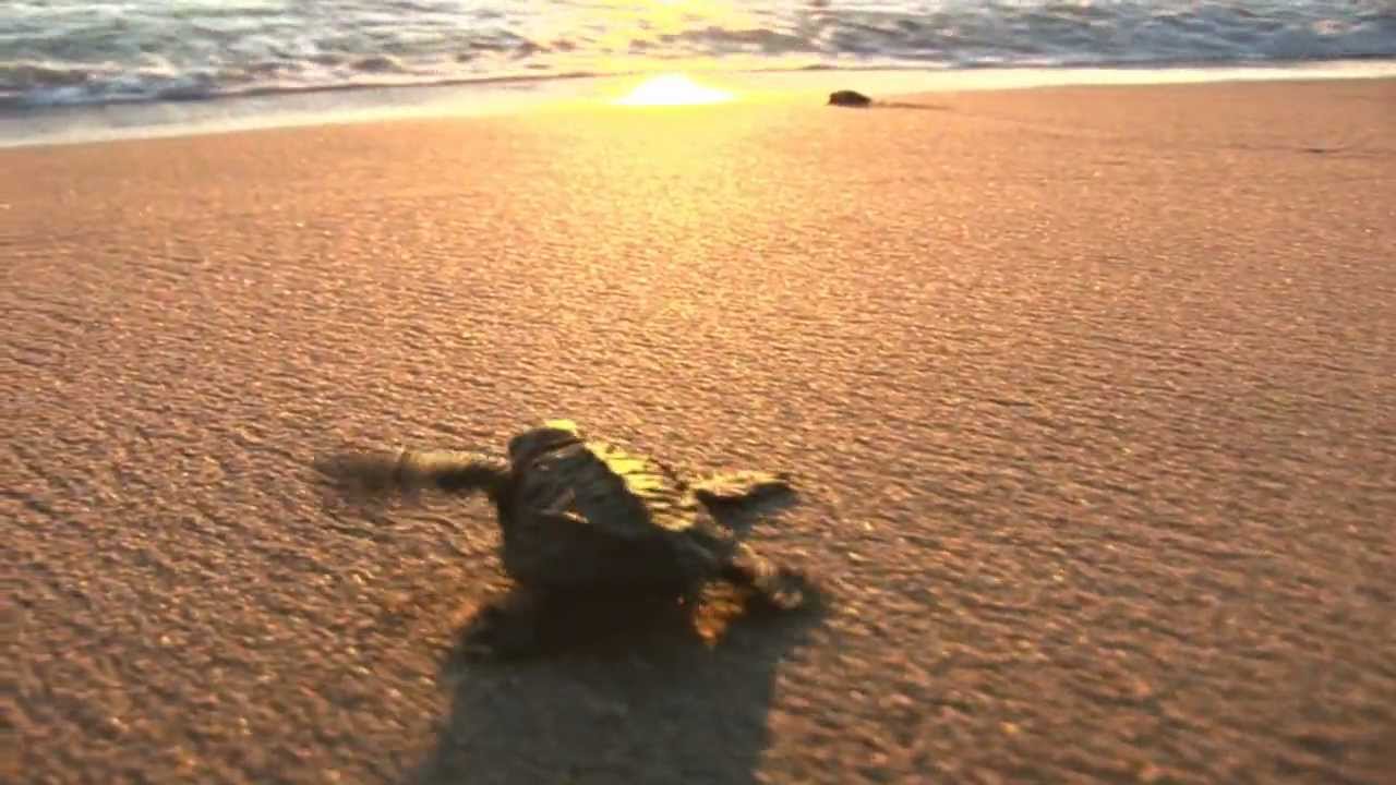 COPALA GUERRERO - YouTube