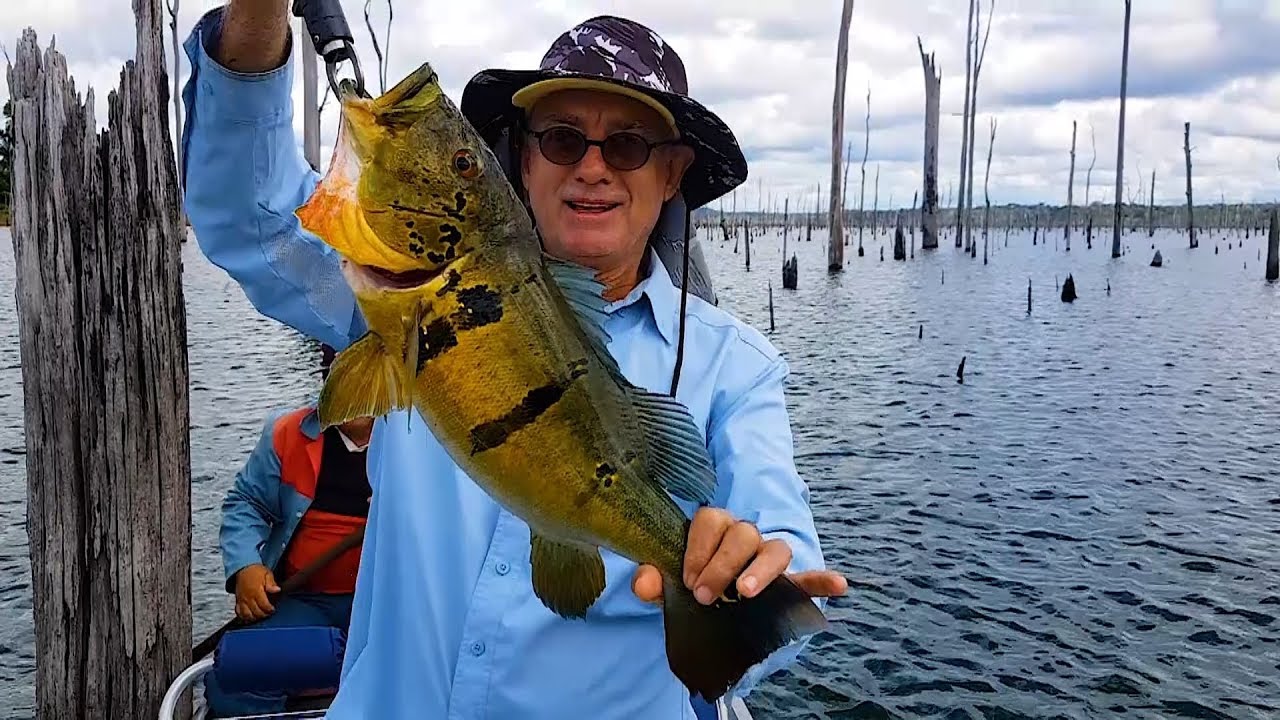 TUCUNARÉ, PESCA ESPORTIVA (CICHLA OCELLARIS) PEACOCK BASS Hidrelétrica ...
