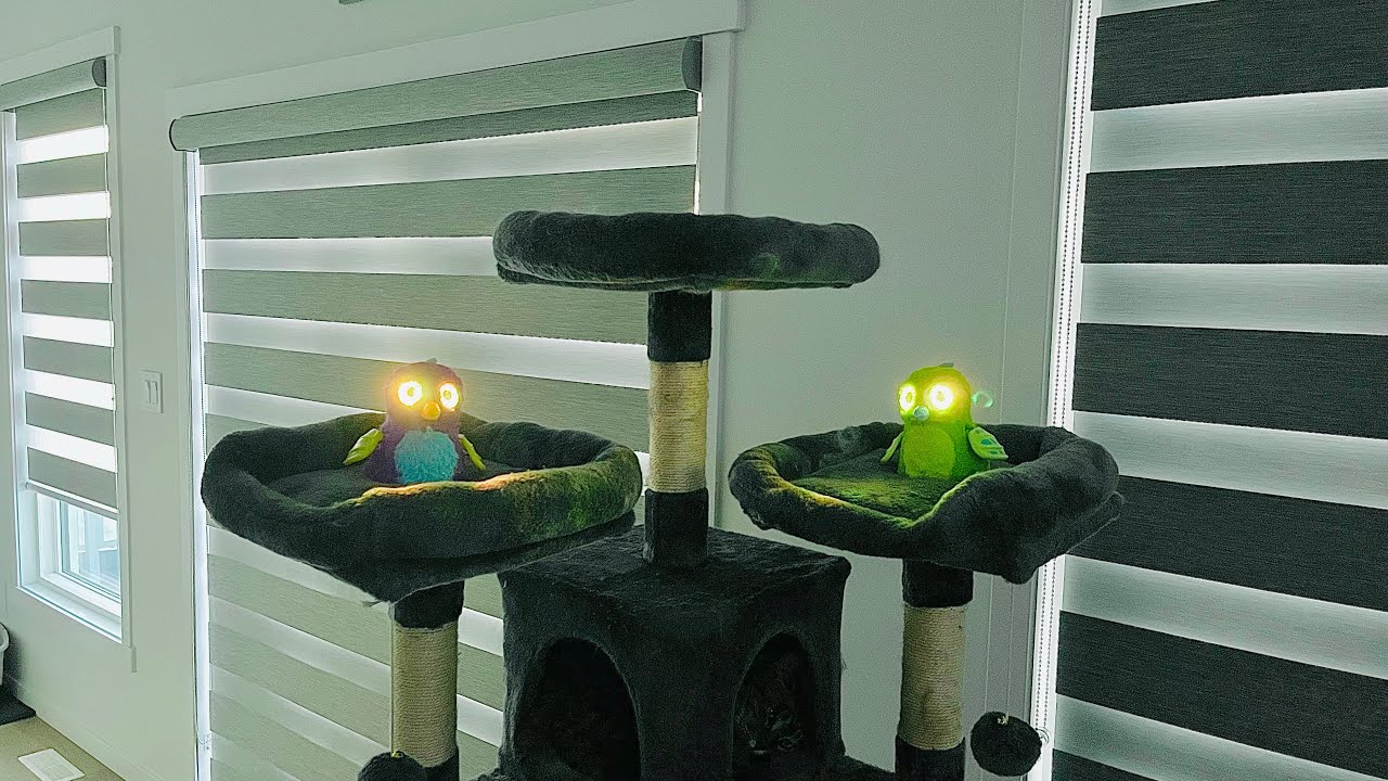 Two Hatchimals on a Cat Tree - YouTube