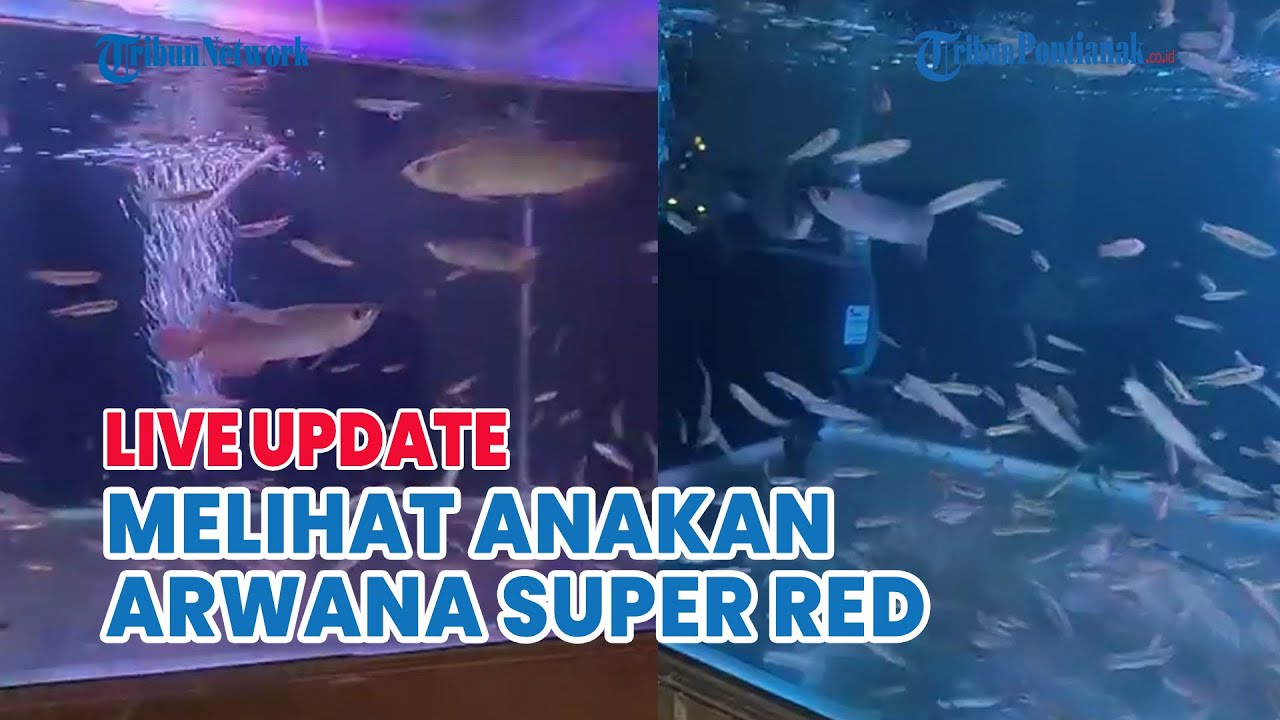 ⚪️ Melihat Arwana Super Red Masih Anakan Dalam Aquarium di Ngabang ...