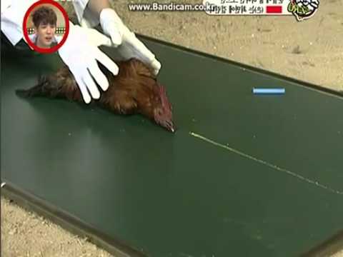 Chicken hypnotism is very simple. - YouTube