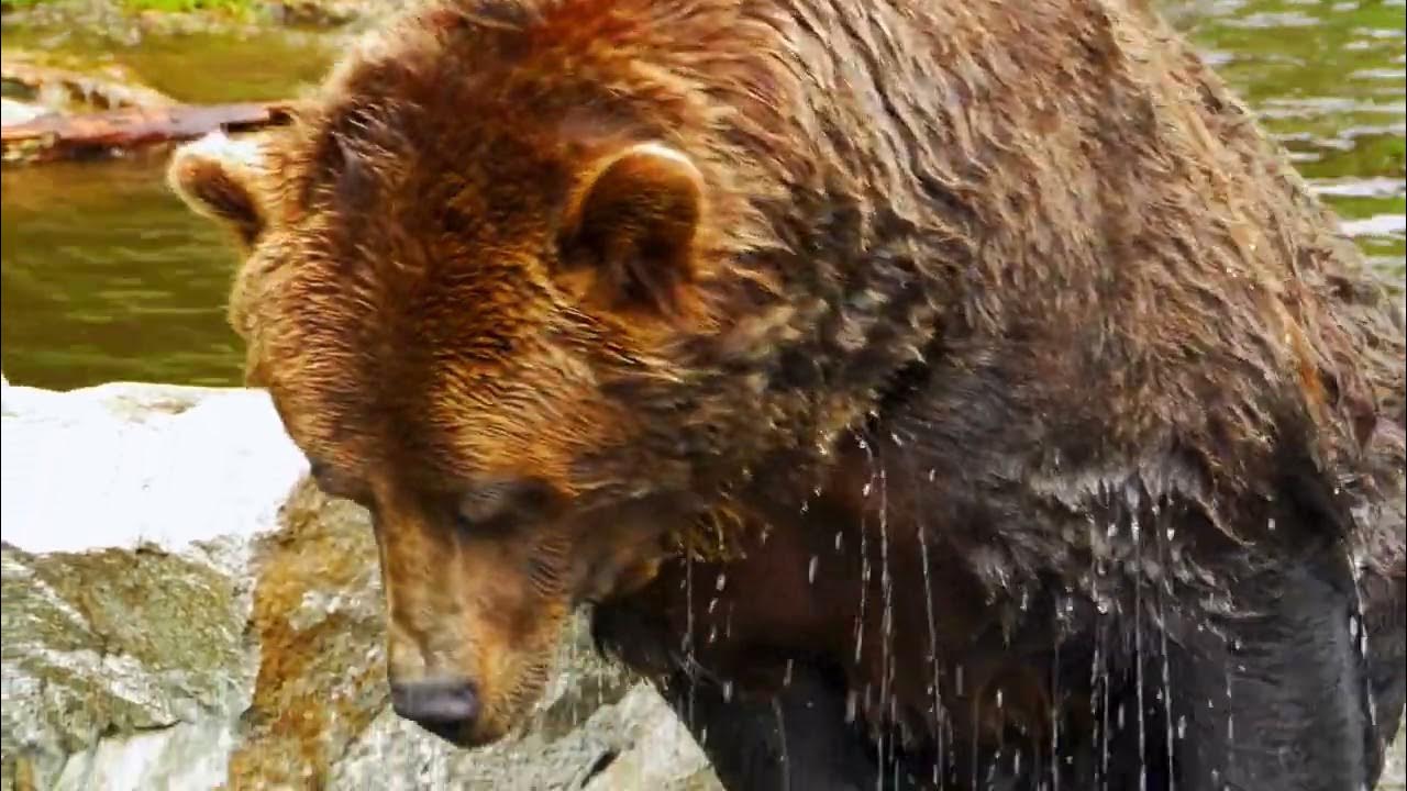 Grizzly Bear Kills Woman 8 Miles West of Yellowstone National Park ...