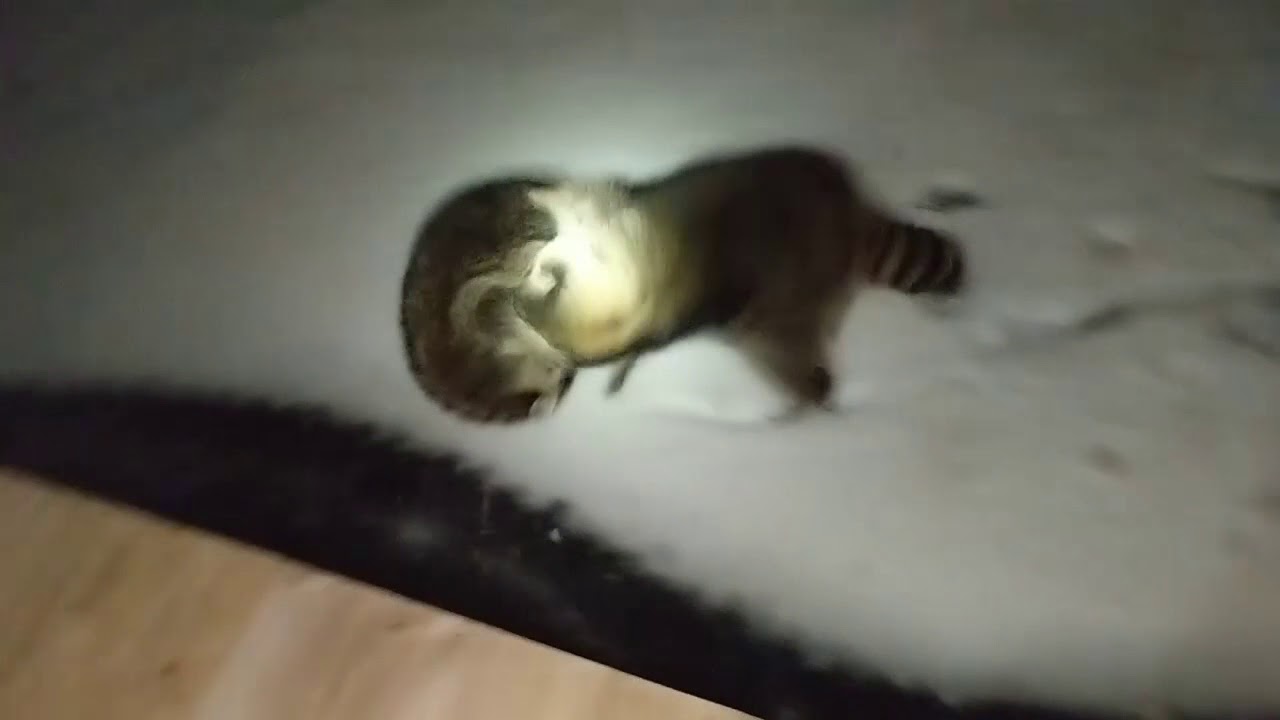 Raccoon Fight - Caught on Camera! - YouTube