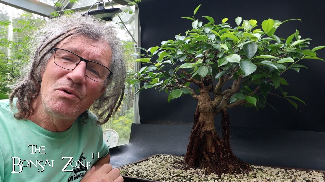 More Pruning After Defoliation and Structural Pruning My Ficus, The Bonsai Zone, Sept 2024 - YouTube