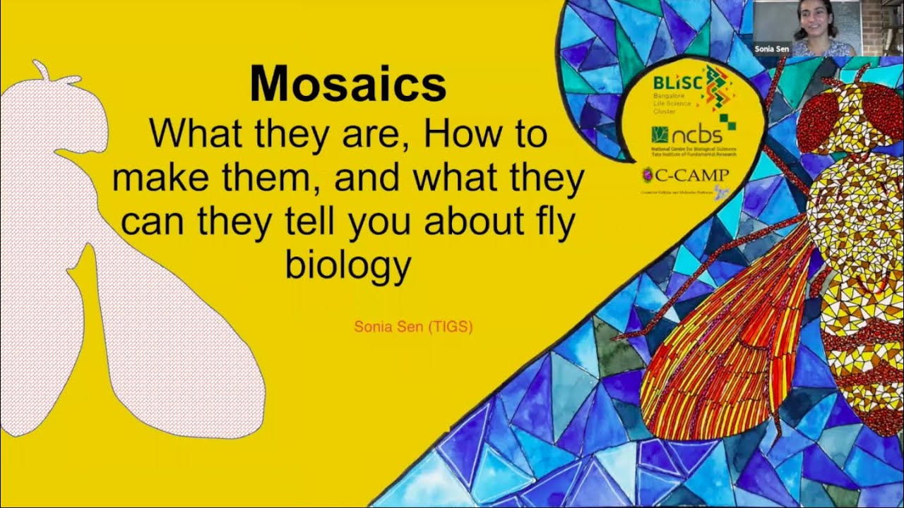 Mosaics - what they are, how to create them & how they relate to fly ...