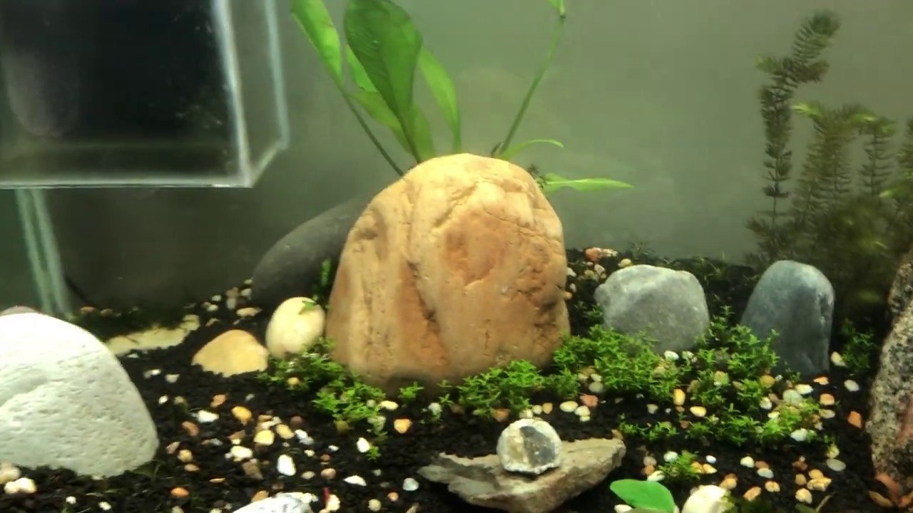 Wolf Gaidis Aquaponics Walkthrough - YouTube