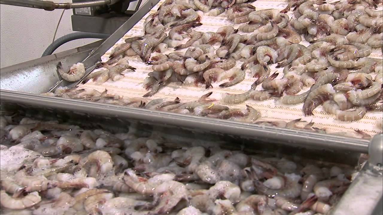 Bringing It Home - Shrimp Factory - YouTube