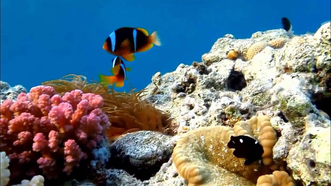 Подводное царство - волшебное государство - YouTube