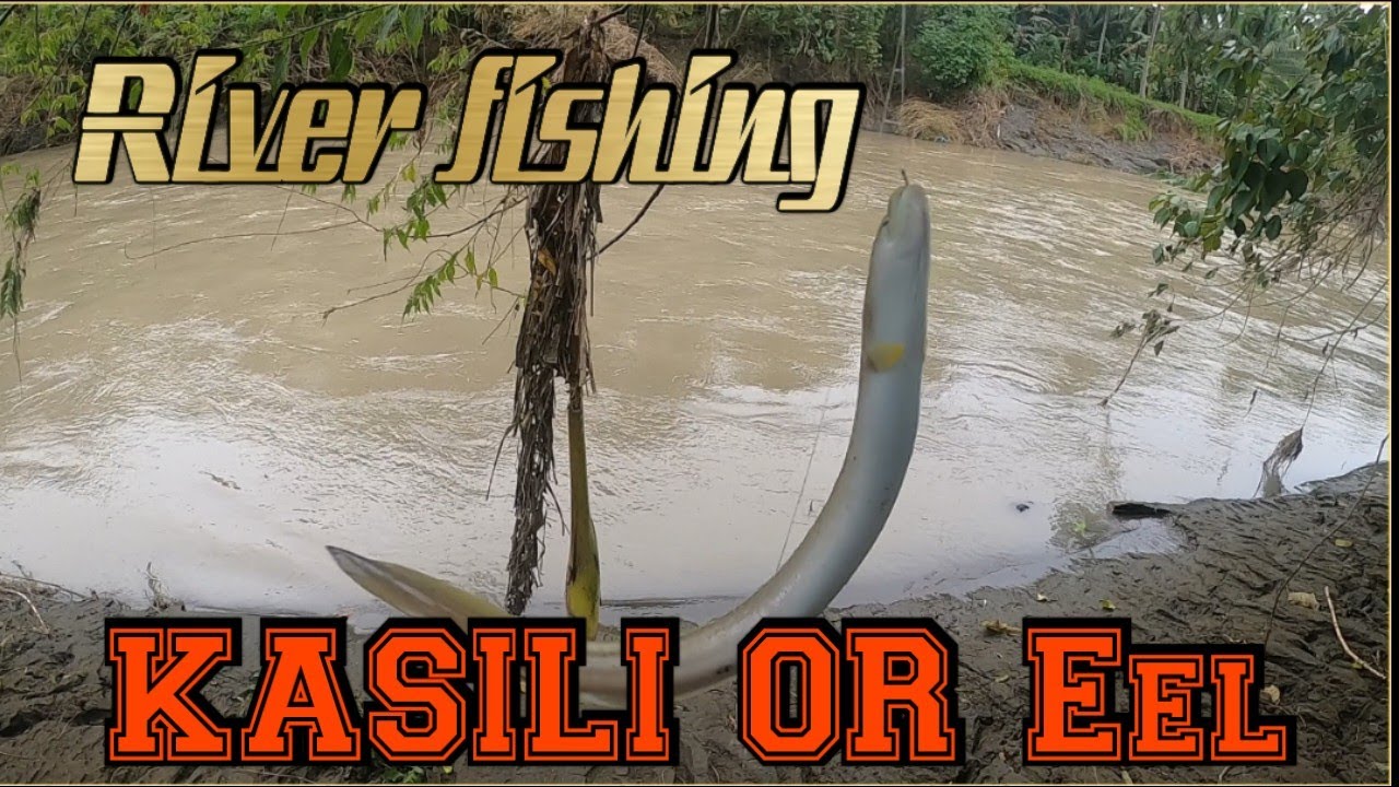 Catching Eel fish or KASILI | river fishing #philippines - YouTube