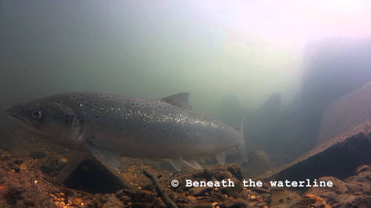 Atlantic Salmon (Salmo salar) Underwater UK - YouTube