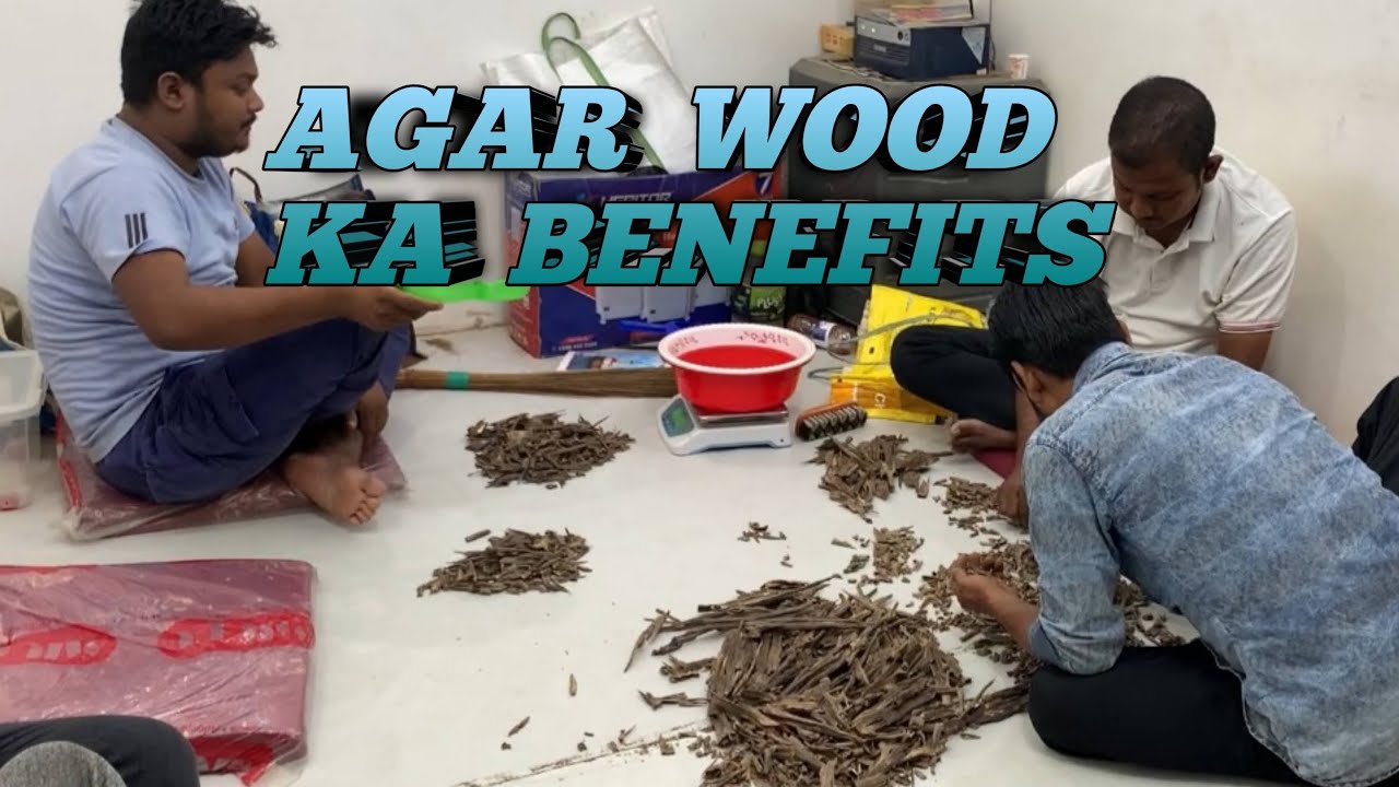 Agar Wood ka Benefits || agar wood || - YouTube