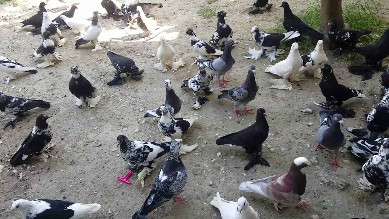 Pellumba Pigeon Albania 7 Fier (Ne shitje) - YouTube