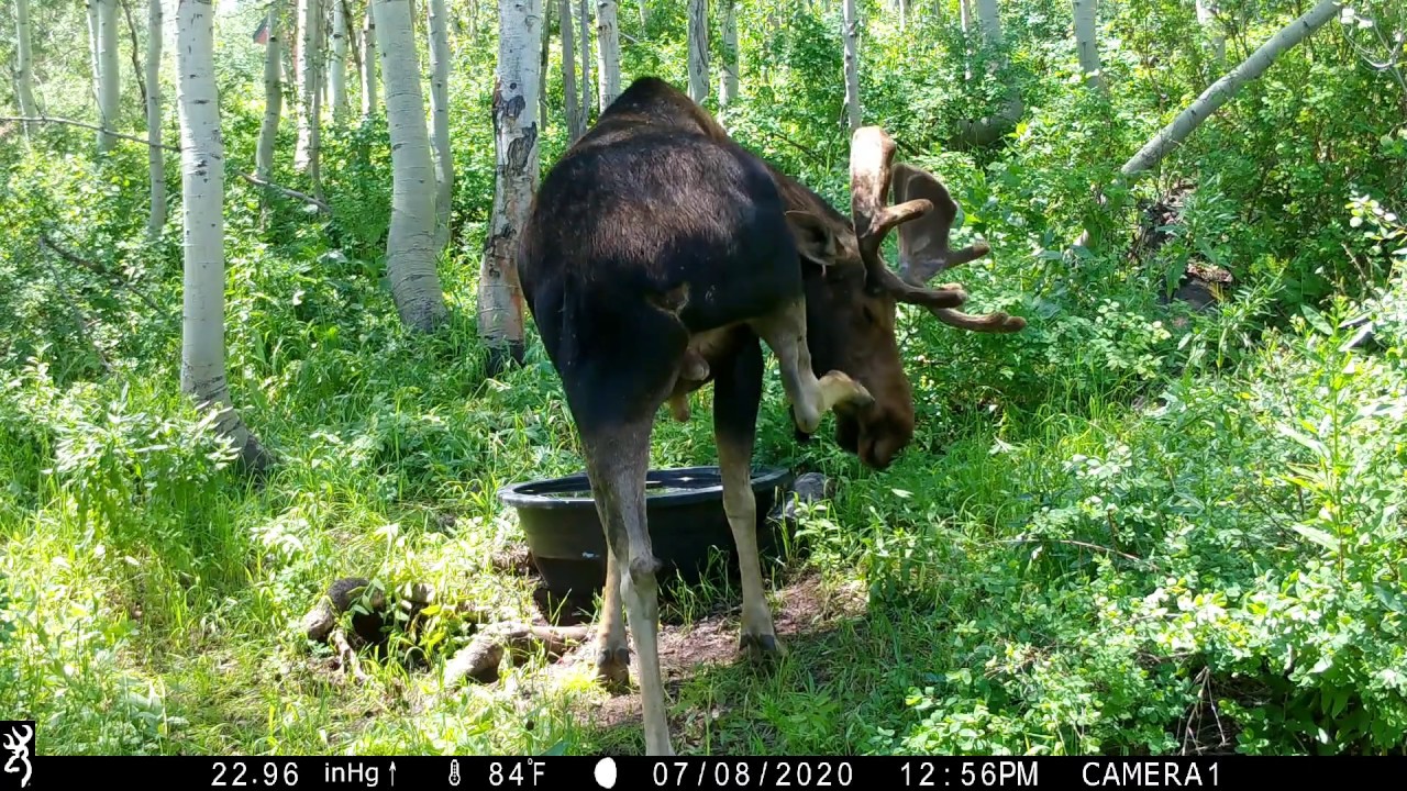 Wasatch Mountains Trailcam: Bull Moose Up Close - YouTube