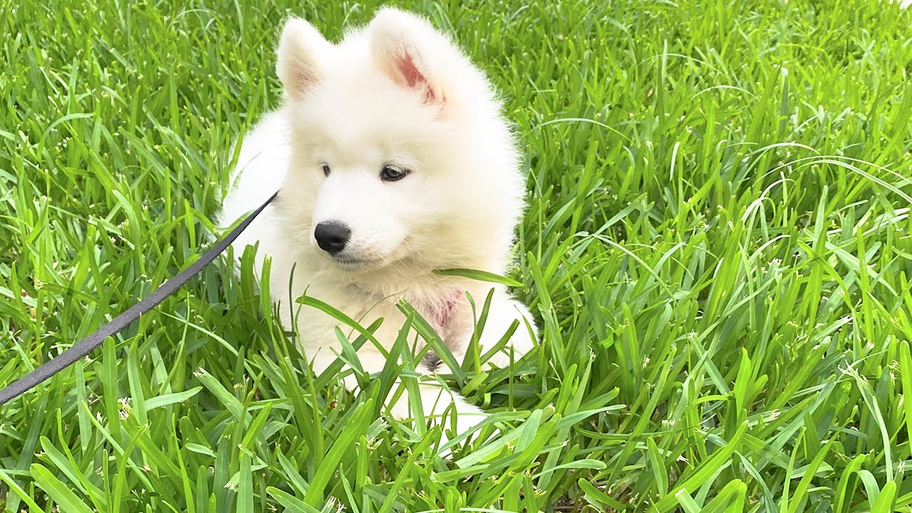 Bringing Home The World's Cutest Samoyed Puppy / Doggo Fluffy Puppy ...