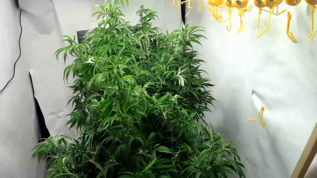 Flapjacks strain defoliate and lollipop to prepare for SCROG - YouTube