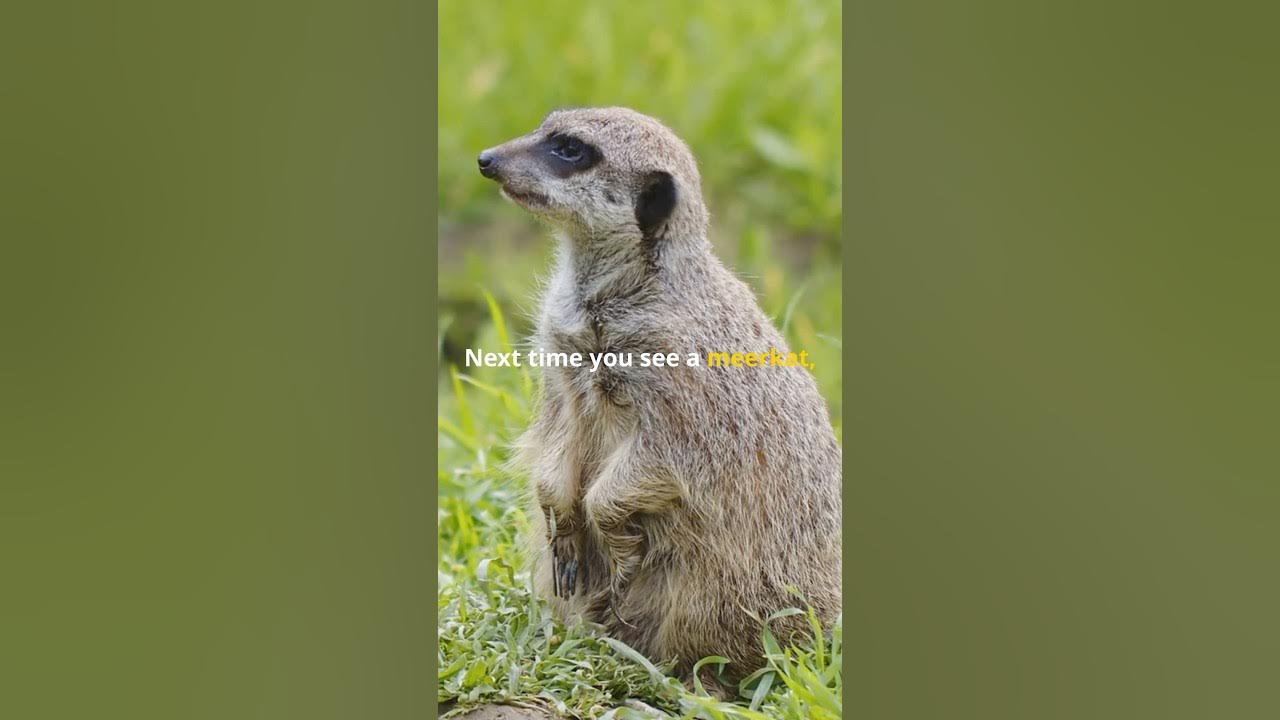 World Meerkat Day Fun Facts You Didn’t Know - YouTube