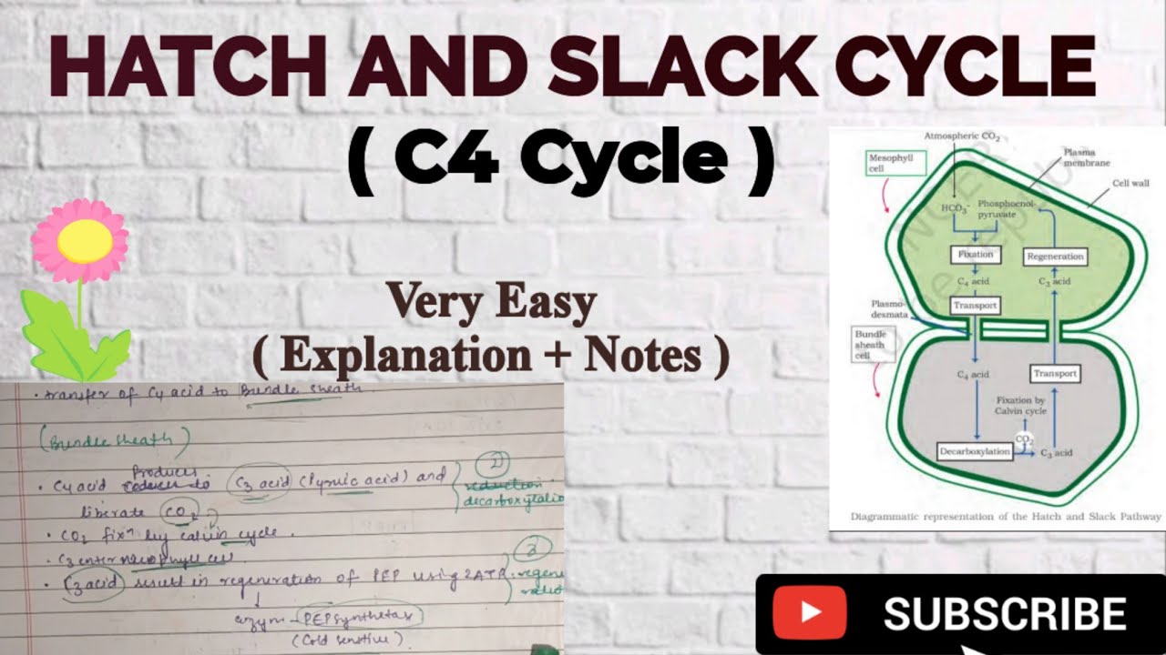 Hatch & Slack Cycle or C4 Cycle|| Photosynthesis C4 Cycle Easy ...