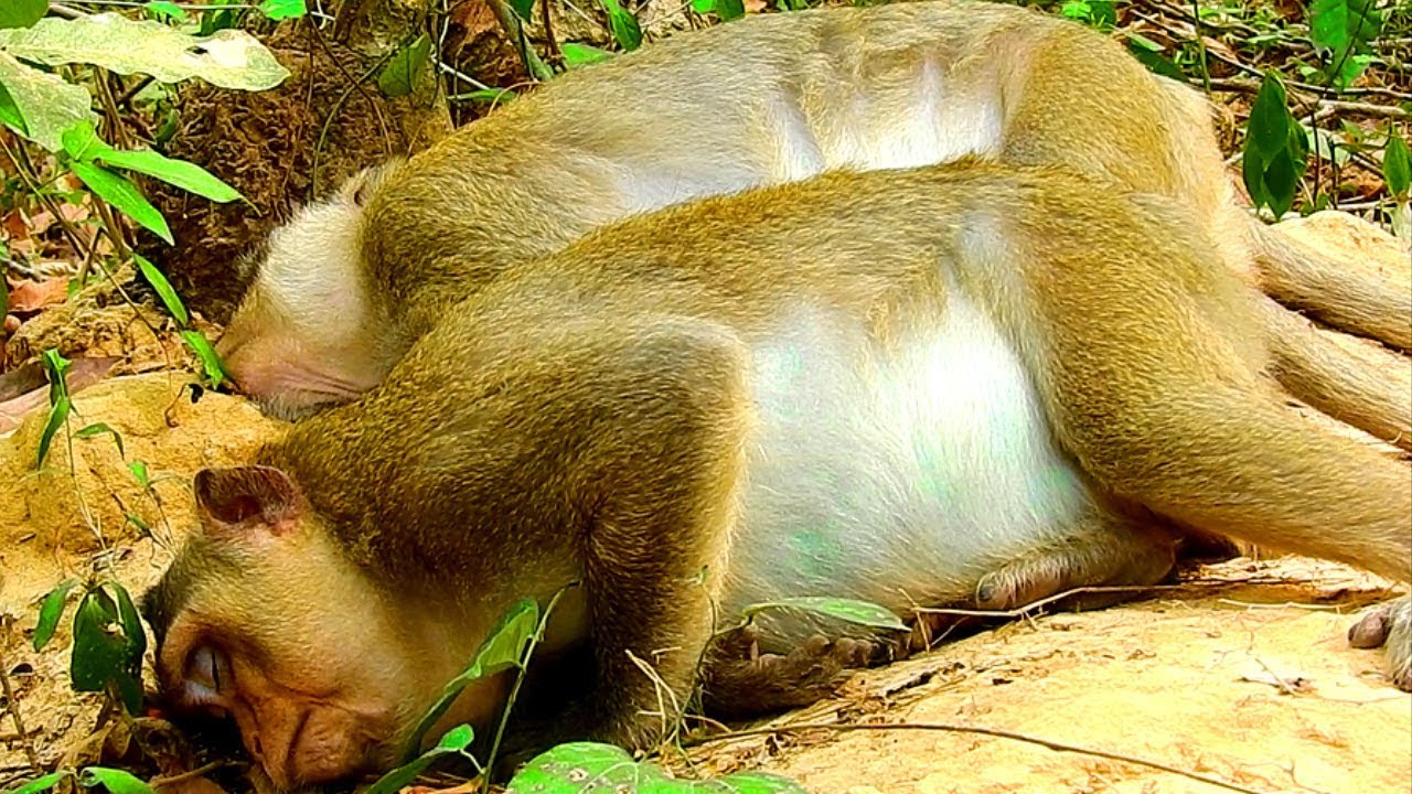 These Two Mommy Monkeys Working Hard In Labor, Taking Long Since ...