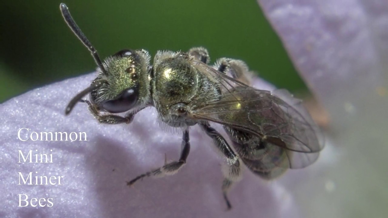 Common mini miner bee - YouTube