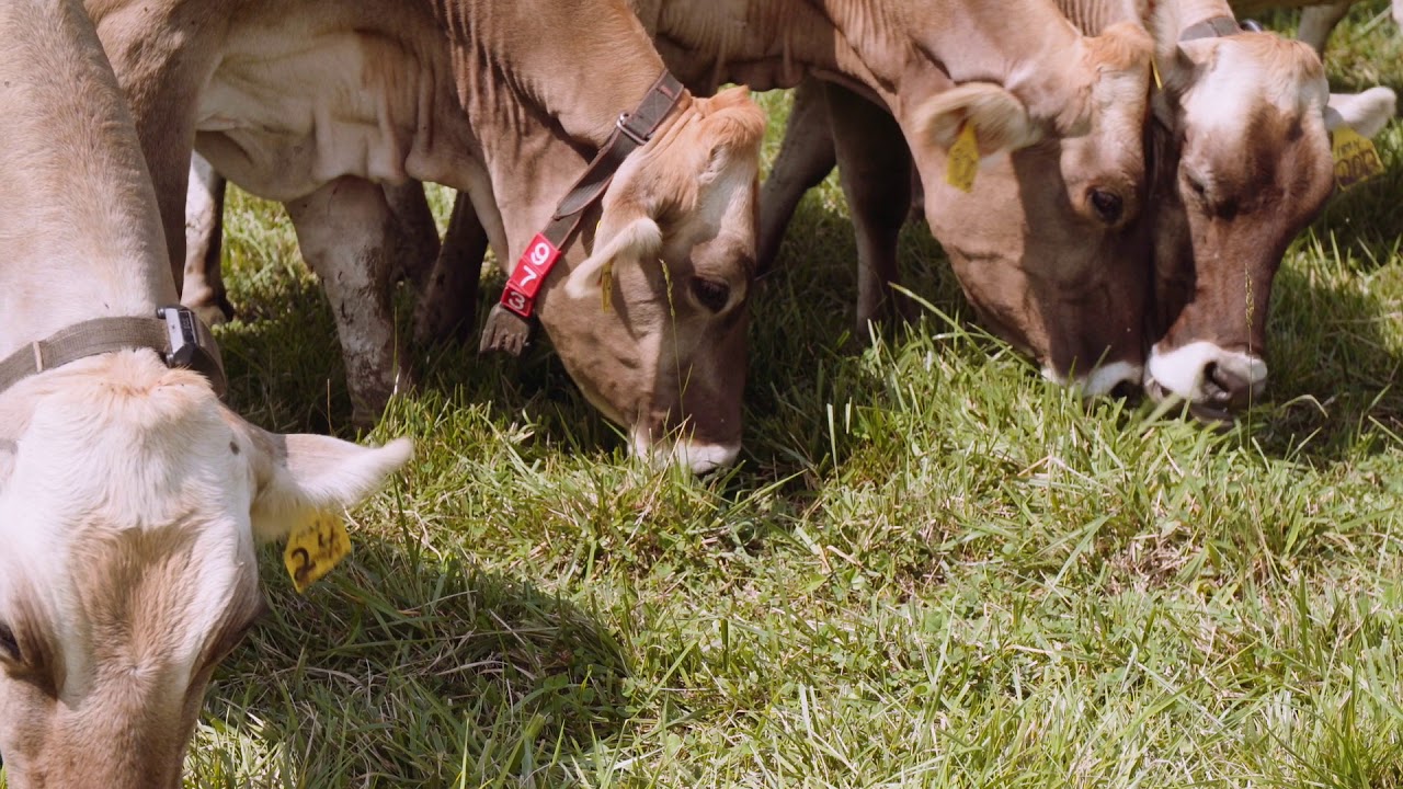 Adaptive Grazing 101: What Are the Limitations of Forage Quality ...