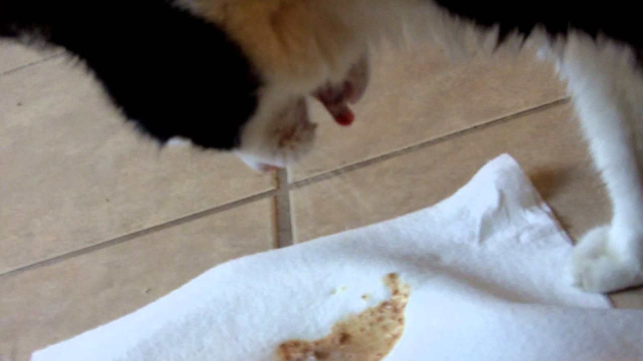Barfing Cat - YouTube
