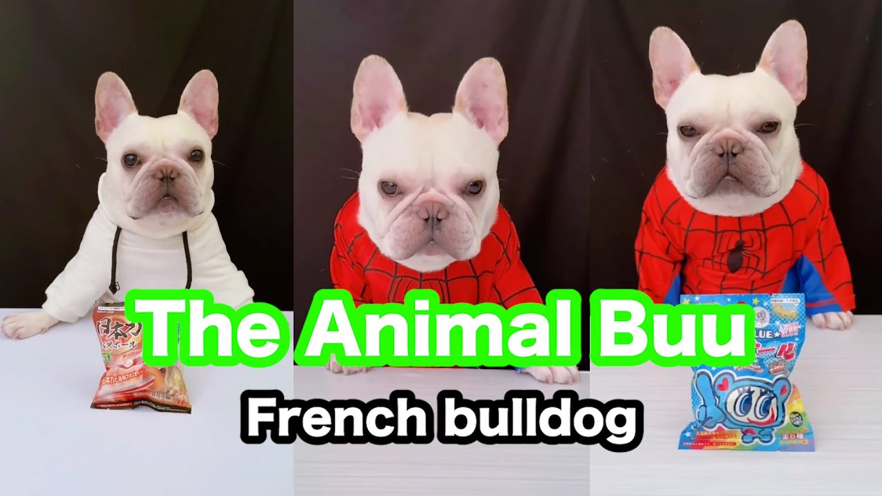 The Animal Buu Compilation | the most Fuuny collection190 #theanimalbuu ...