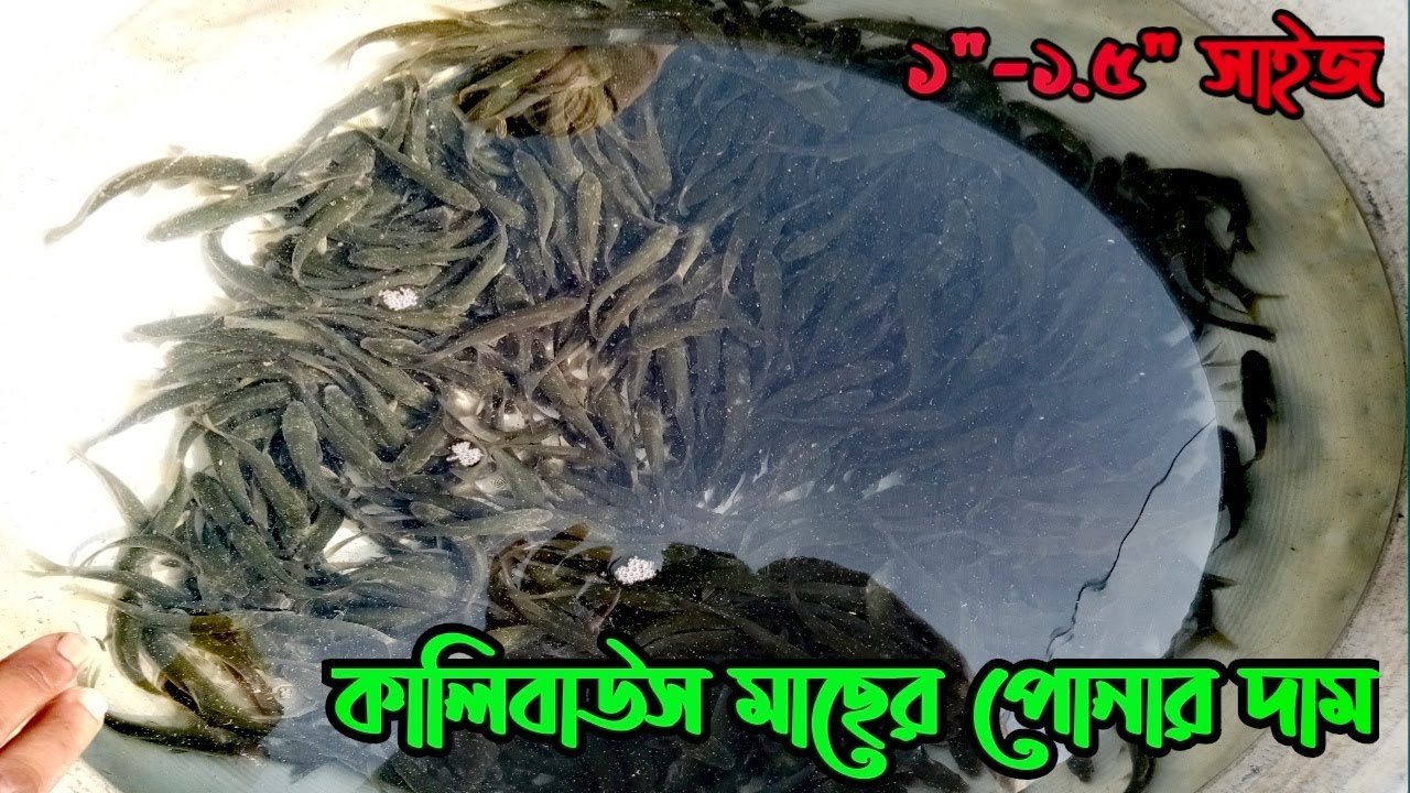 মাছ চাষ করতে চান? অরজিনাল কালিবাউস মাছের পোনা দাম সরাসরি হ্যাচারি থেকে ...