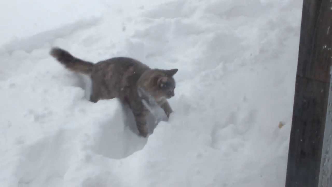 FAIL: cat getting thrown into snow! - YouTube
