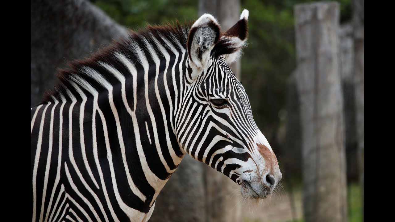 Zebras On The Run For Months In Maryland Have Been Captured - YouTube