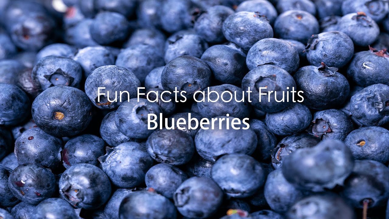 Top 10 Healthiest Fruits | Blueberries Fun Facts | Blueberry a Super ...