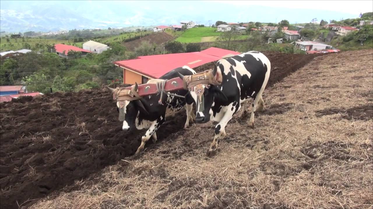 Pacayas busca arado de bueyes como técnica ambiental (Nov 11/14). - YouTube