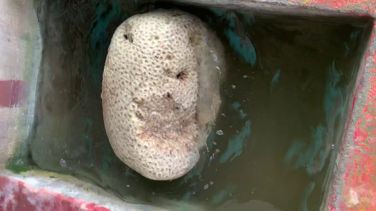 Floating stone/rock ভাসমান পাথর #সেতুবন্ধন (Tarnewali Patthor ) # ...