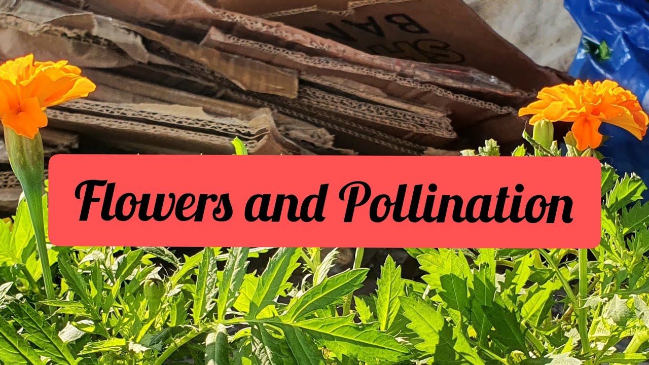 #marigold #pollination #bee Flowers and Pollination - YouTube